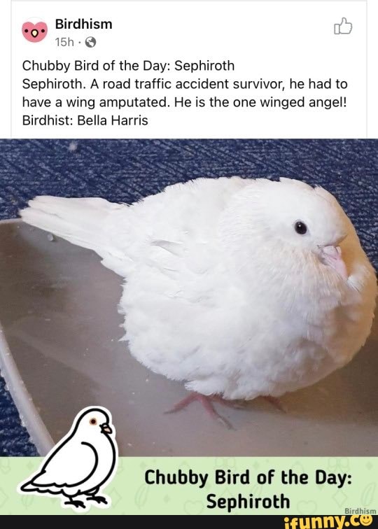 Birdhism Chubby Bird of the Day: Sephiroth Sephiroth. A road traffic ...