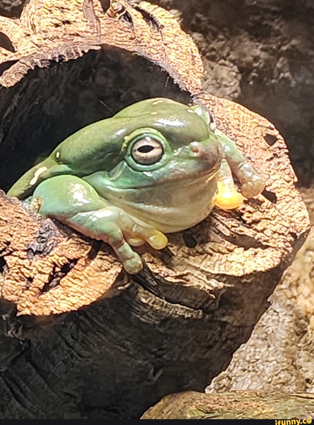 Fat_frog memes. Best Collection of funny Fat_frog pictures on iFunny