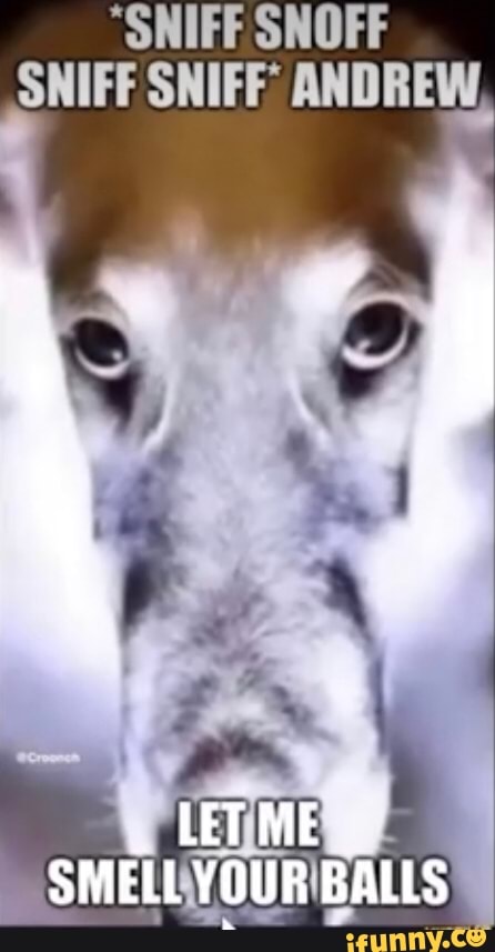 Sniff Snoff Sniff Sniff Andrew Let Me Smell Your Balls Ifunny