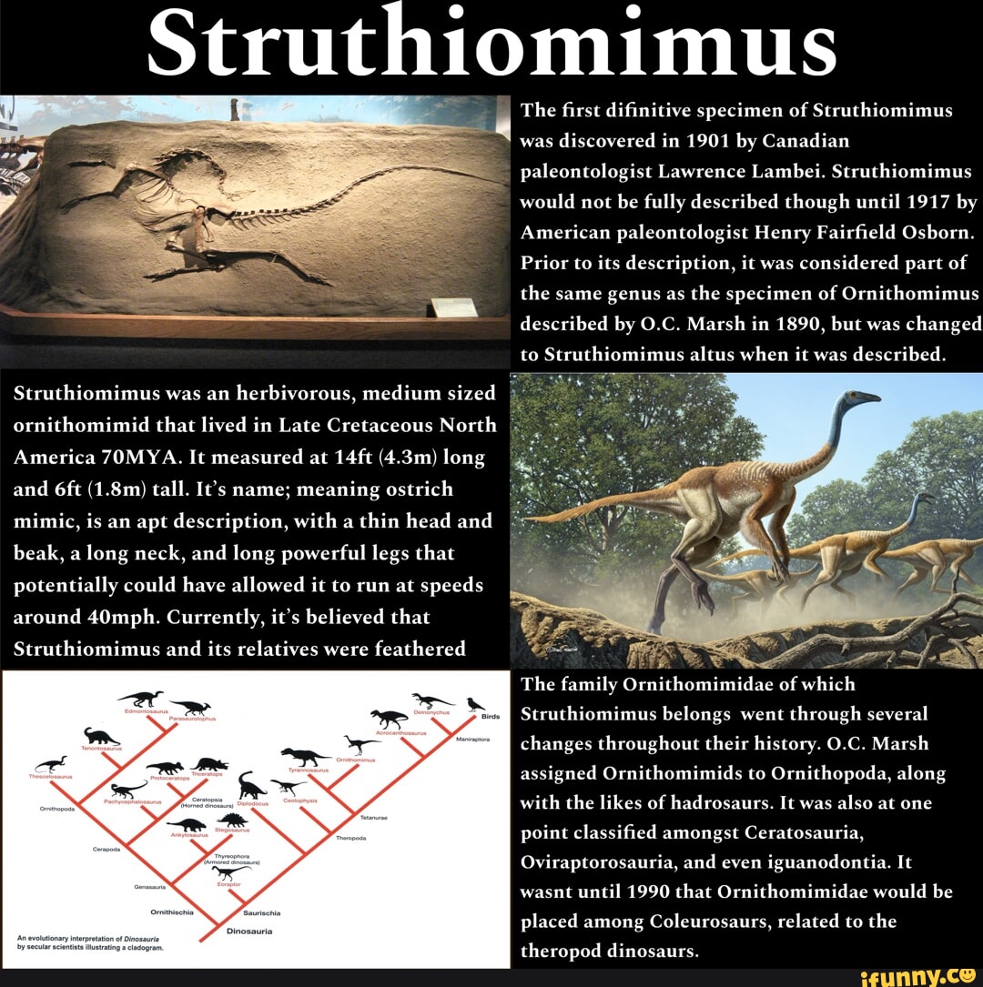 The Struthiomimus The first difinitive specimen of Struthiomimus was ...