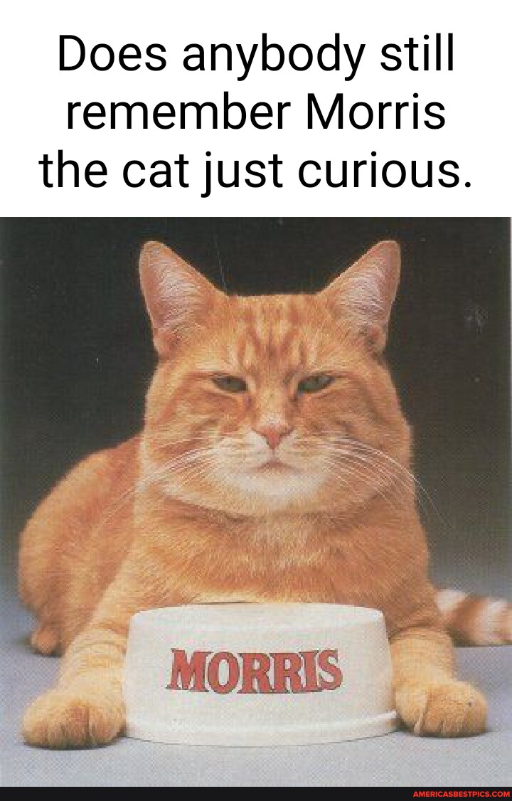 Does anybody still remember Morris the cat just curious. - America’s ...