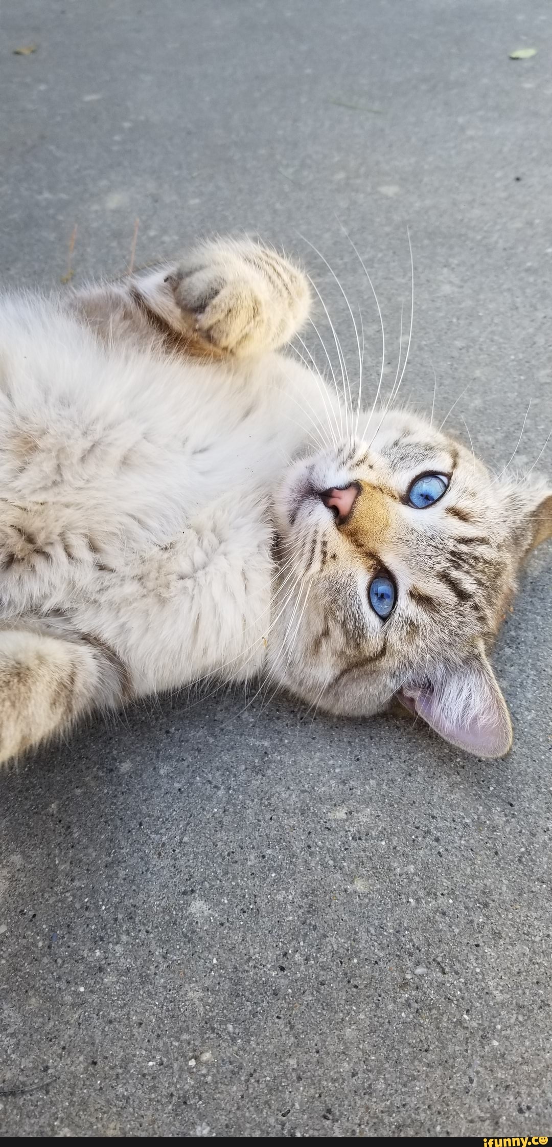 Prrr memes. Best Collection of funny Prrr pictures on iFunny