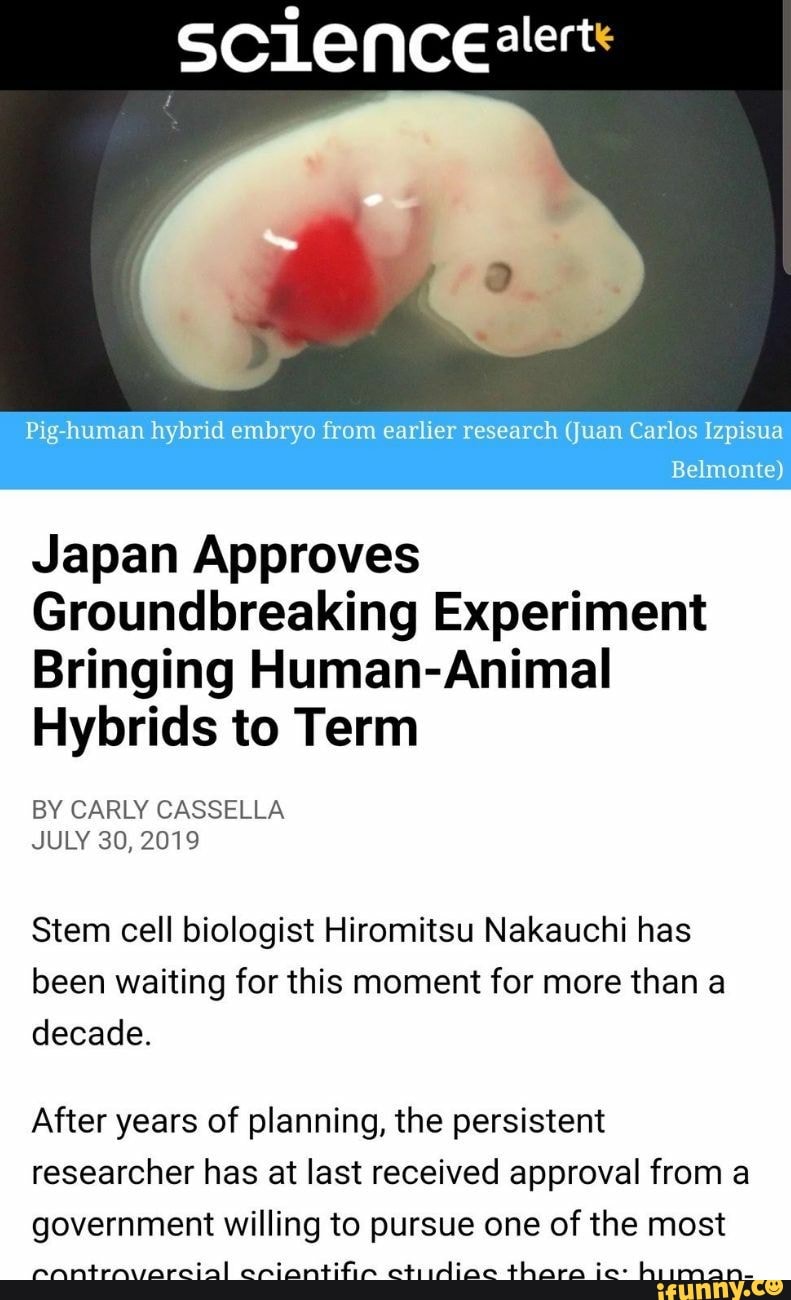 Pig-hmnan hybrid embryo iram earlier research Guam Carlos 'Izpisua ...