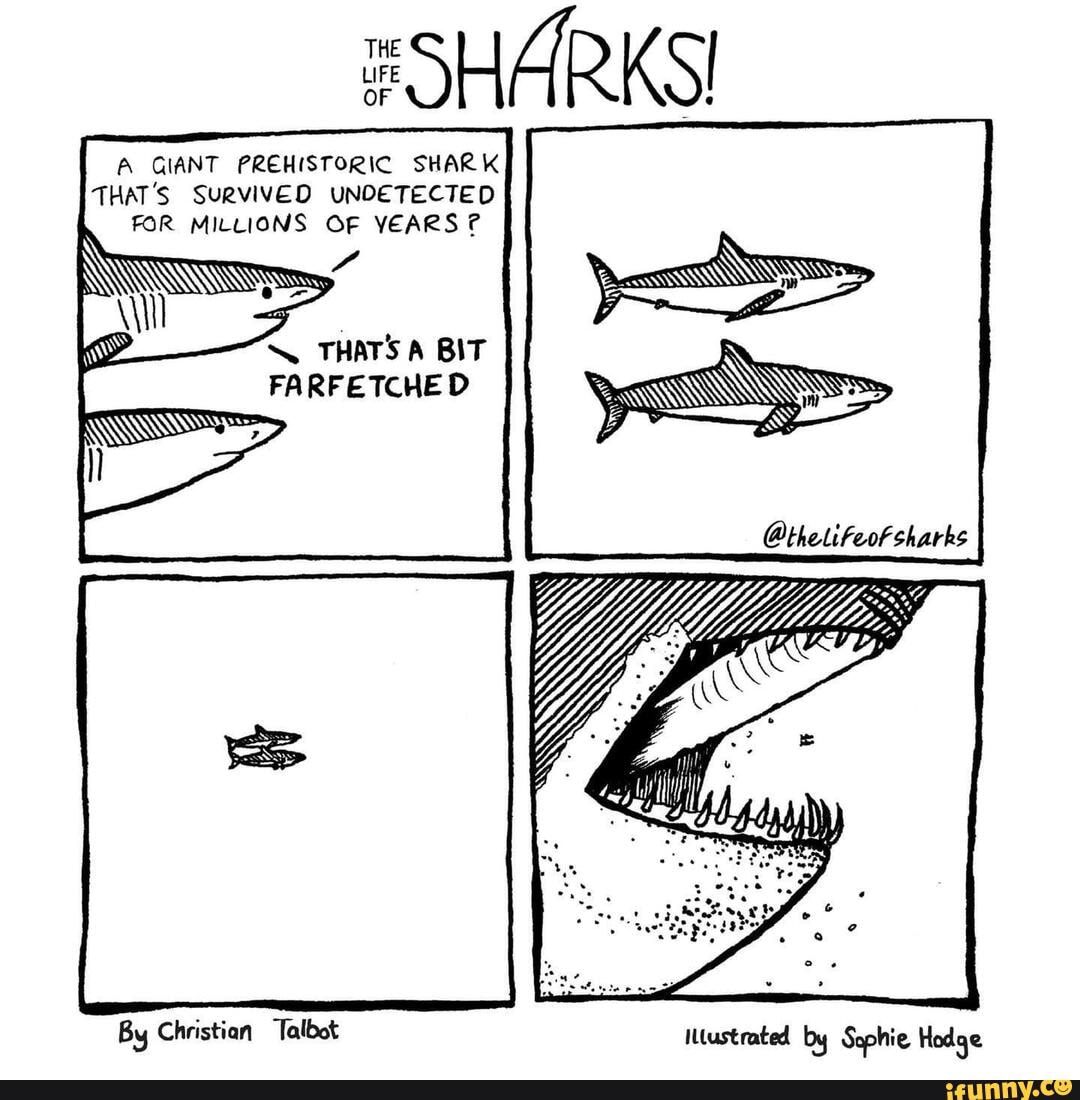 Shark Anatomy Diagram Christian Talbot Phylogenetic Patterns In Fossil