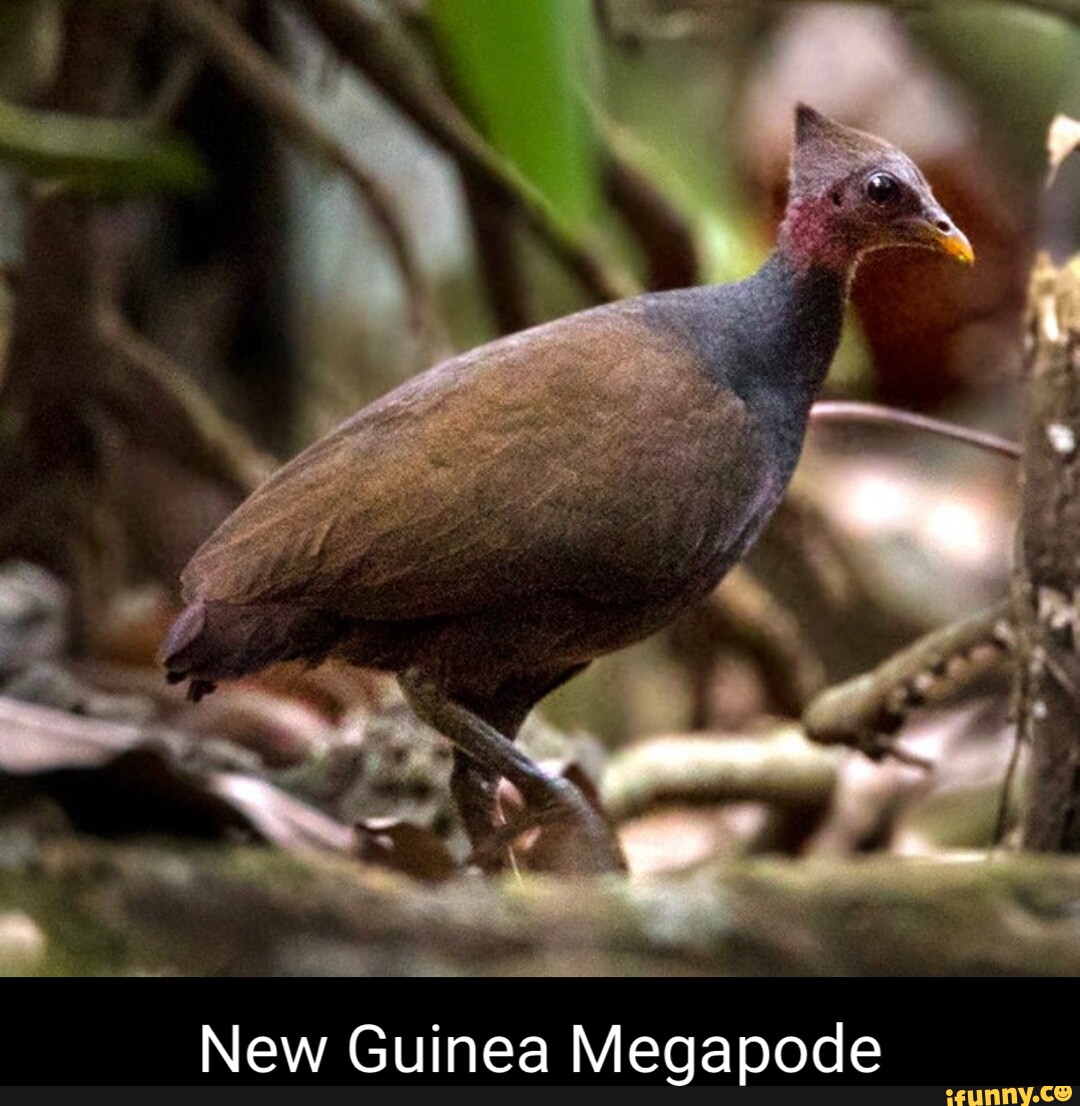 Megapodes memes. Best Collection of funny Megapodes pictures on iFunny