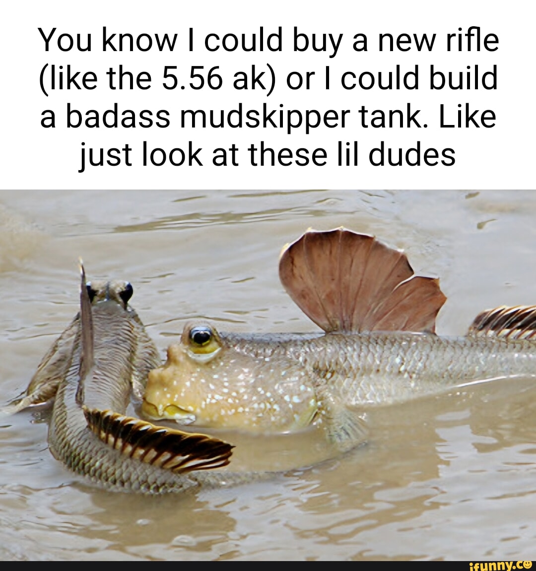 Mudskipper memes. Best Collection of funny Mudskipper pictures on iFunny