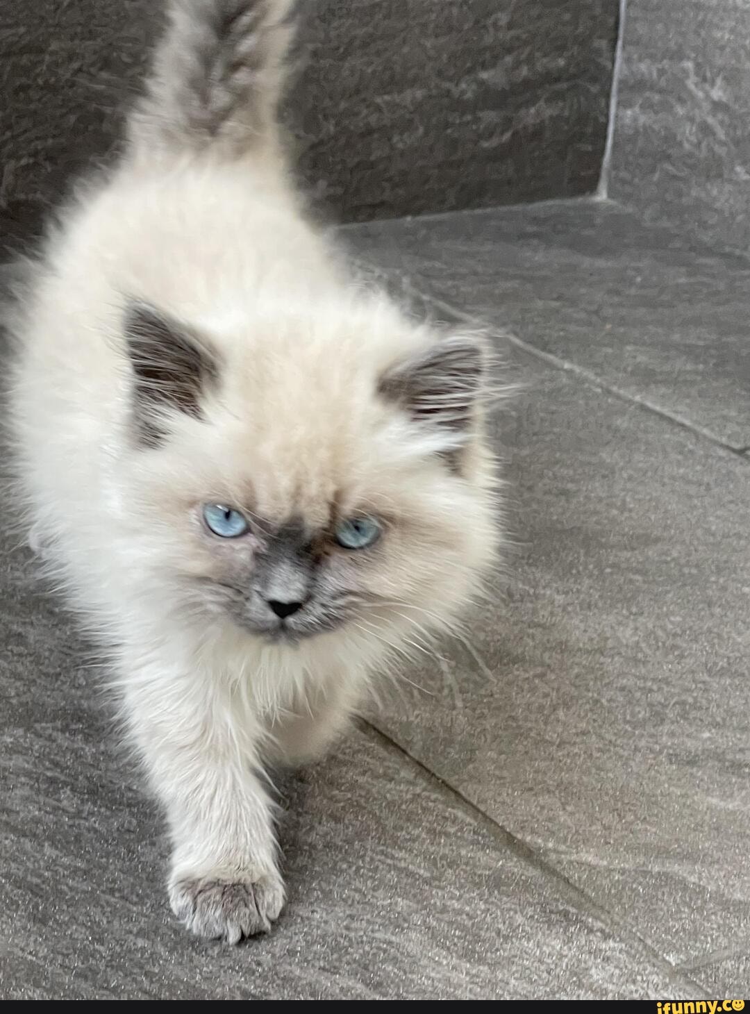 Nadia memes. Best Collection of funny Nadia pictures on iFunny