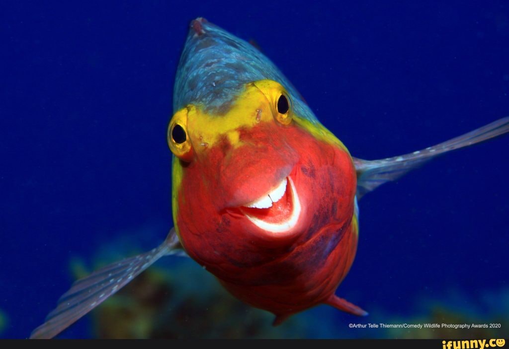 Parrotfish memes. Best Collection of funny Parrotfish pictures on iFunny