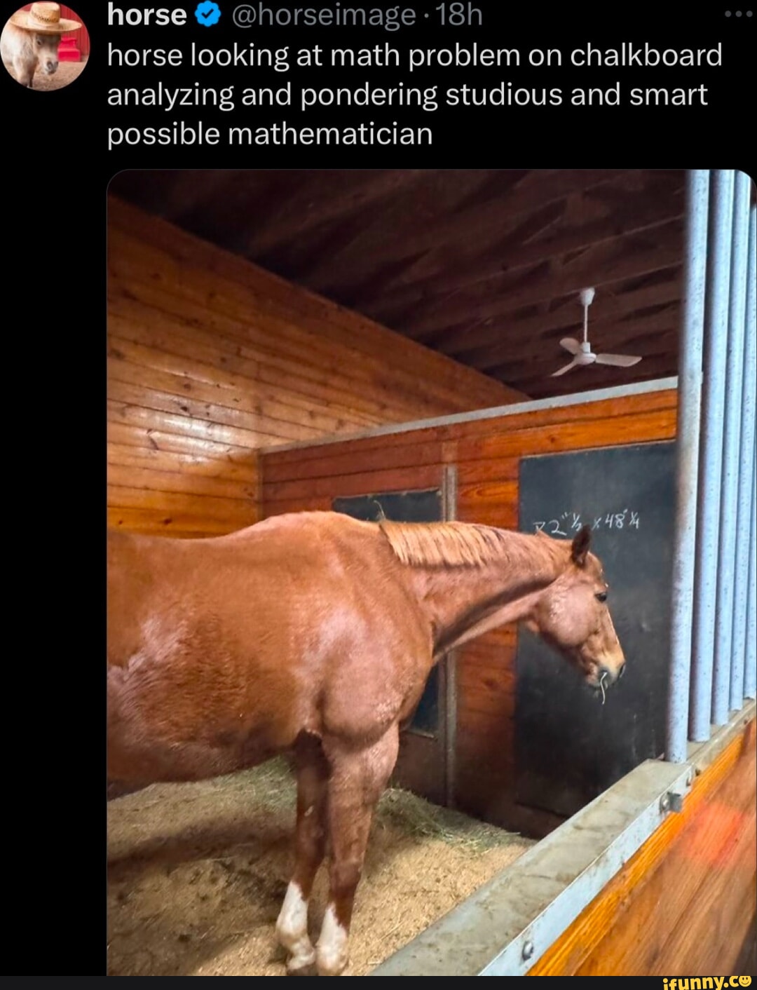 Horse @ horseimage horse looking at math problem on chalkboard ...