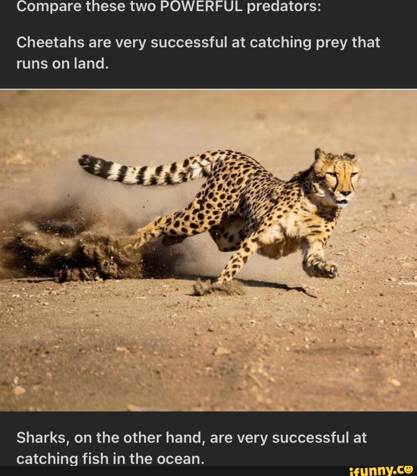 Cheetahs memes. Best Collection of funny Cheetahs pictures on iFunny