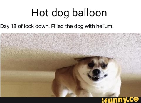 Hot dog balloon Day 18 of lock down. Filled the dog with helium. - iFunny