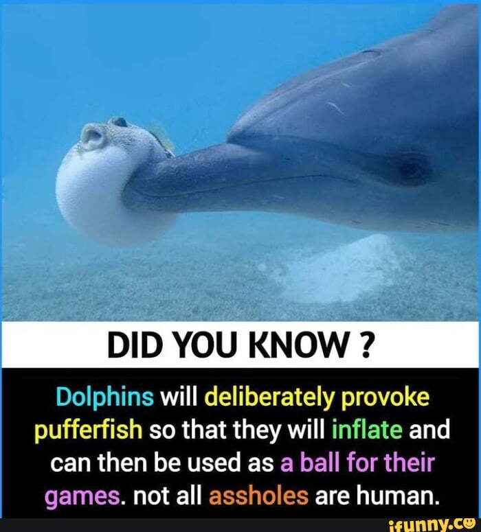 Common_bottlenose_dolphin memes. Best Collection of funny Common ...