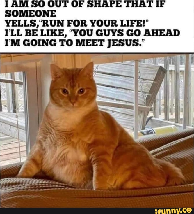 Owls are just cat software running on bird hardware 1@ 1.2K Bl REPLY ...