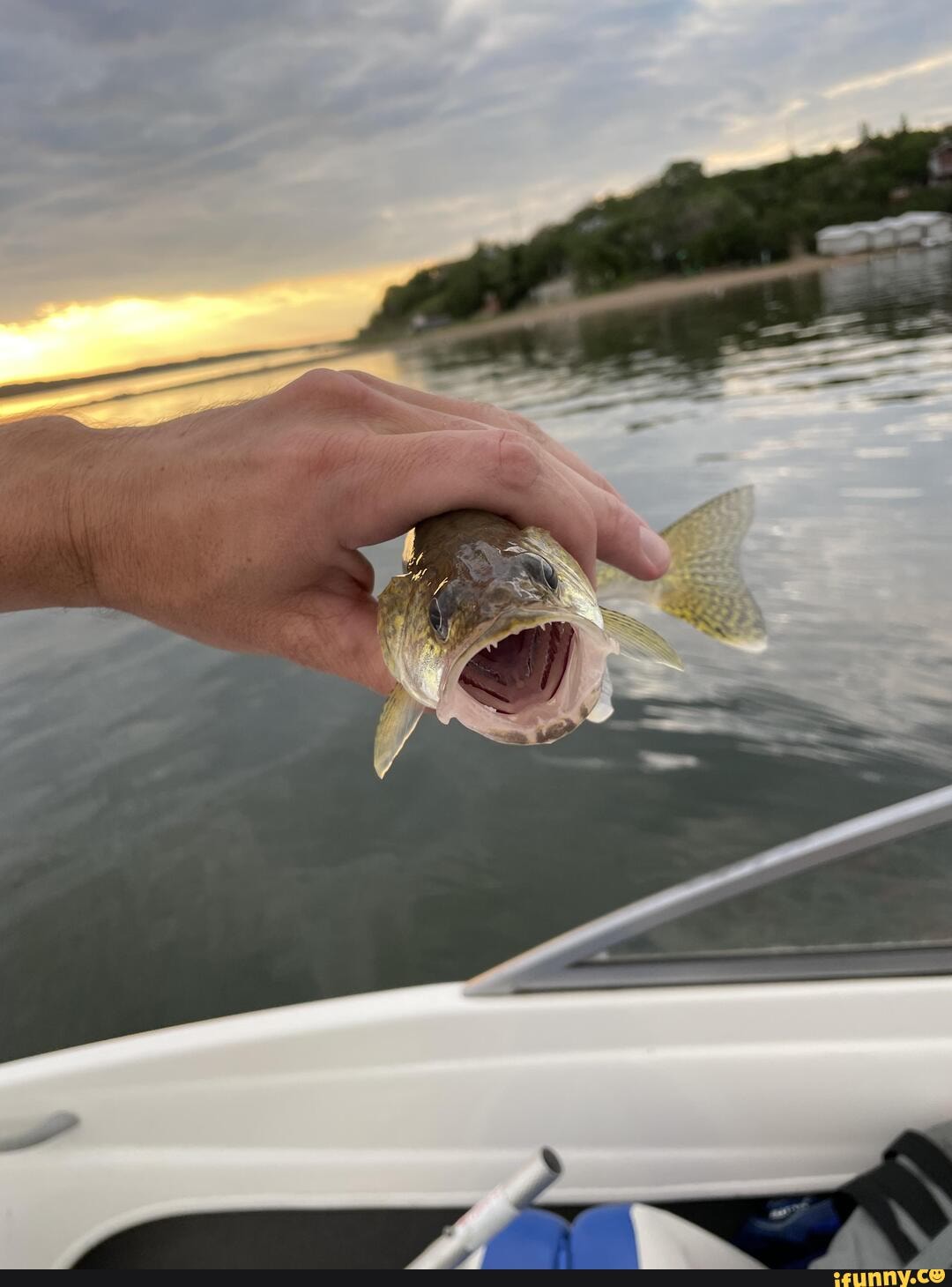 Walleye memes. Best Collection of funny Walleye pictures on iFunny