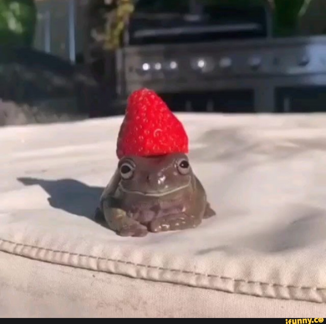 Frogaesthetic memes. Best Collection of funny Frogaesthetic pictures on ...