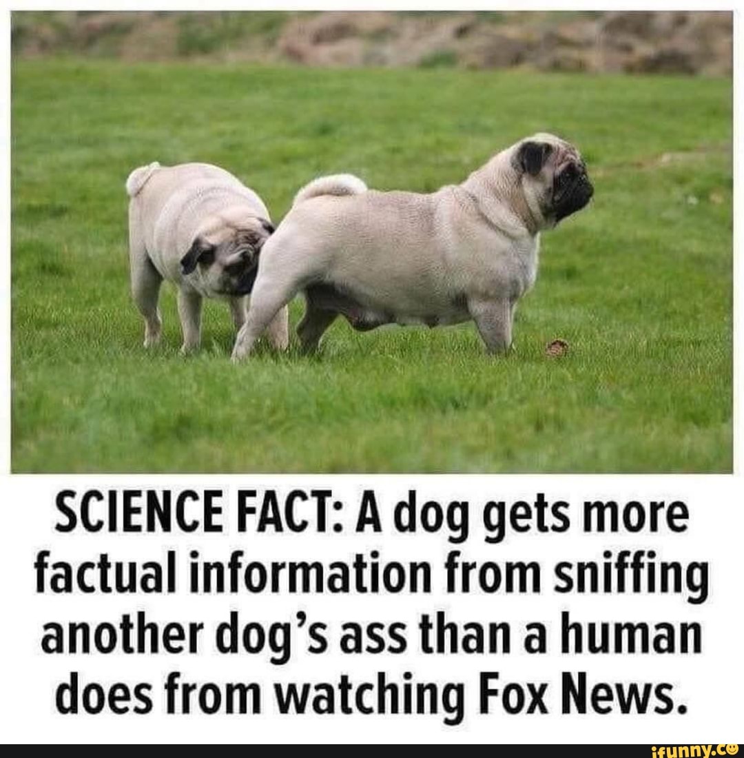 SCIENCE FACT: A dog gets more factual information from sniffing another ...