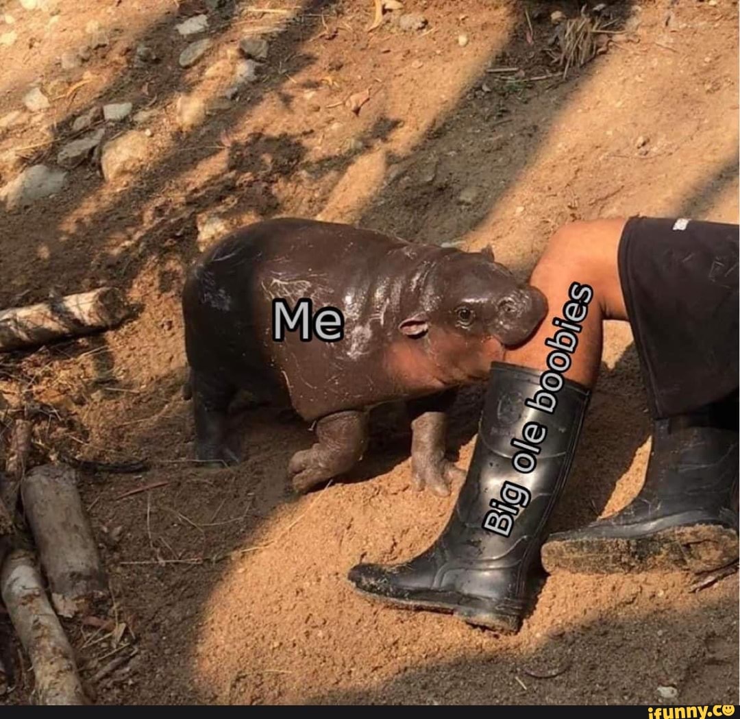 Babyhippo memes. Best Collection of funny Babyhippo pictures on iFunny