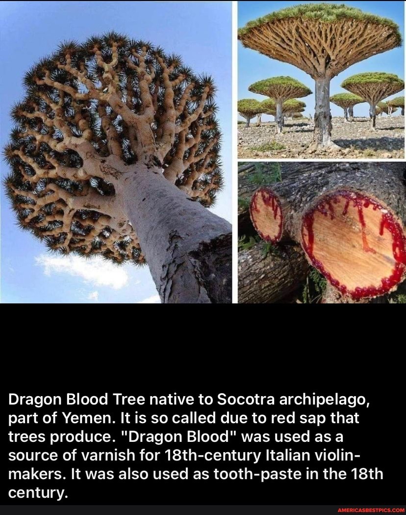 Dragon Blood Tree native to Socotra archipelago, part of Yemen. It is ...