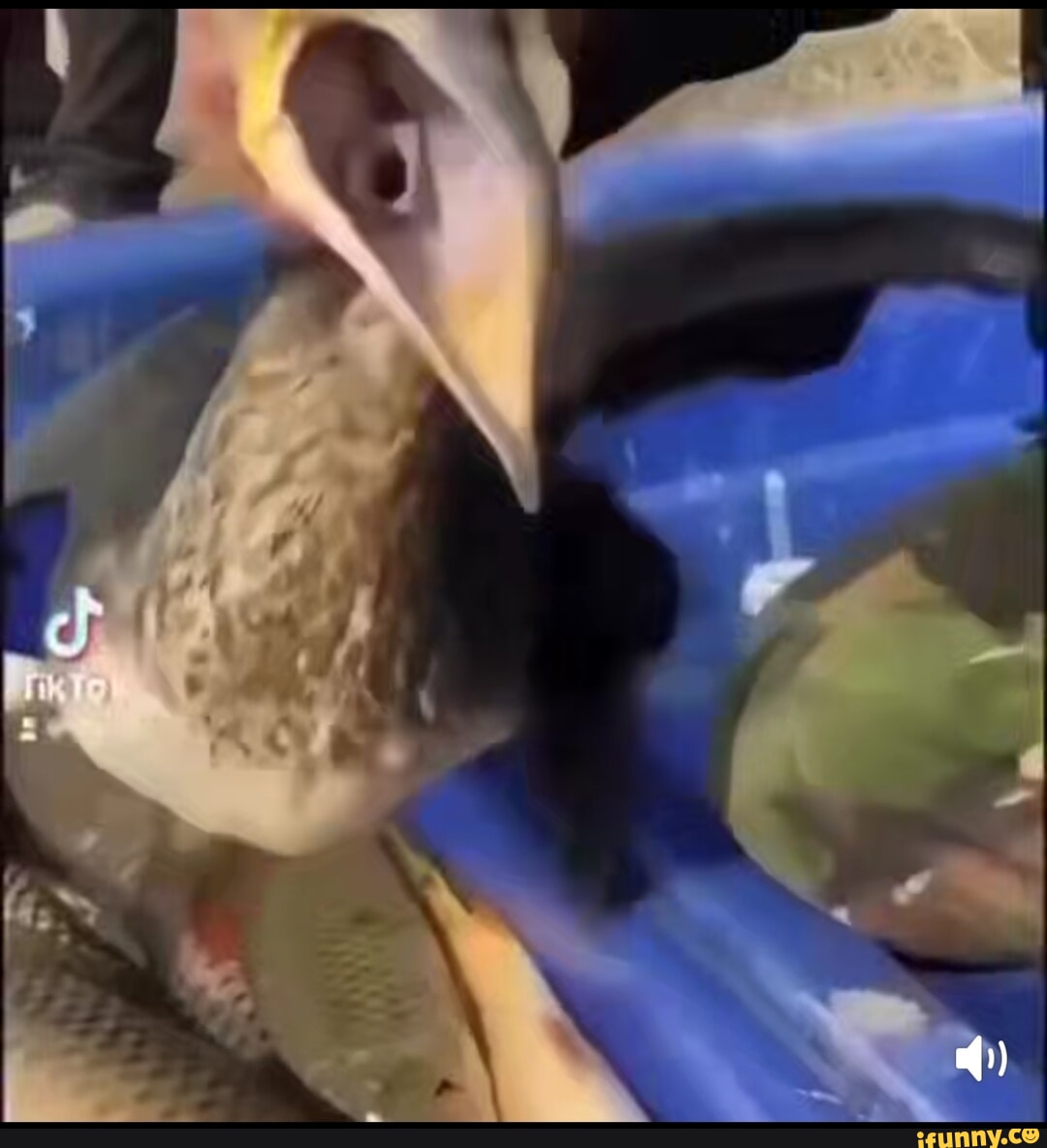 Nond memes. Best Collection of funny Nond pictures on iFunny