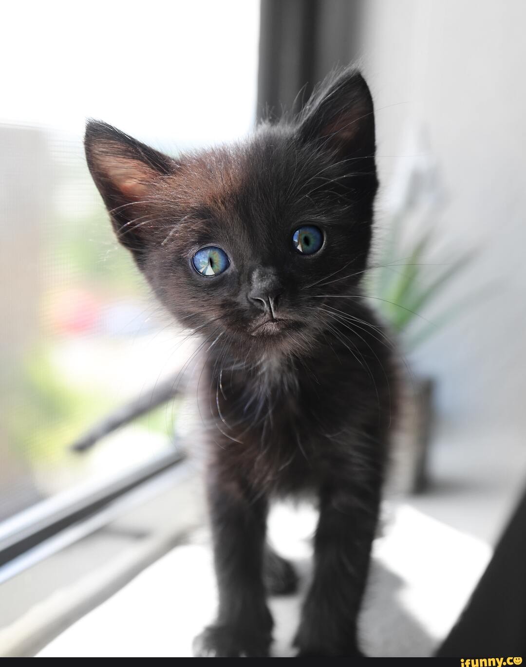 Fuuny_cats memes. Best Collection of funny Fuuny_cats pictures on iFunny