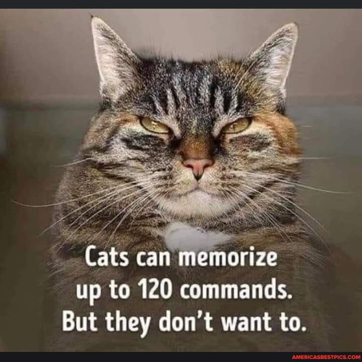Cats can memorize up to 120 commands. But they don't want to. - America ...