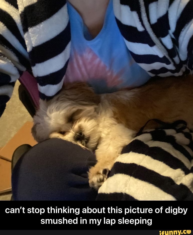 Smushed memes. Best Collection of funny Smushed pictures on iFunny