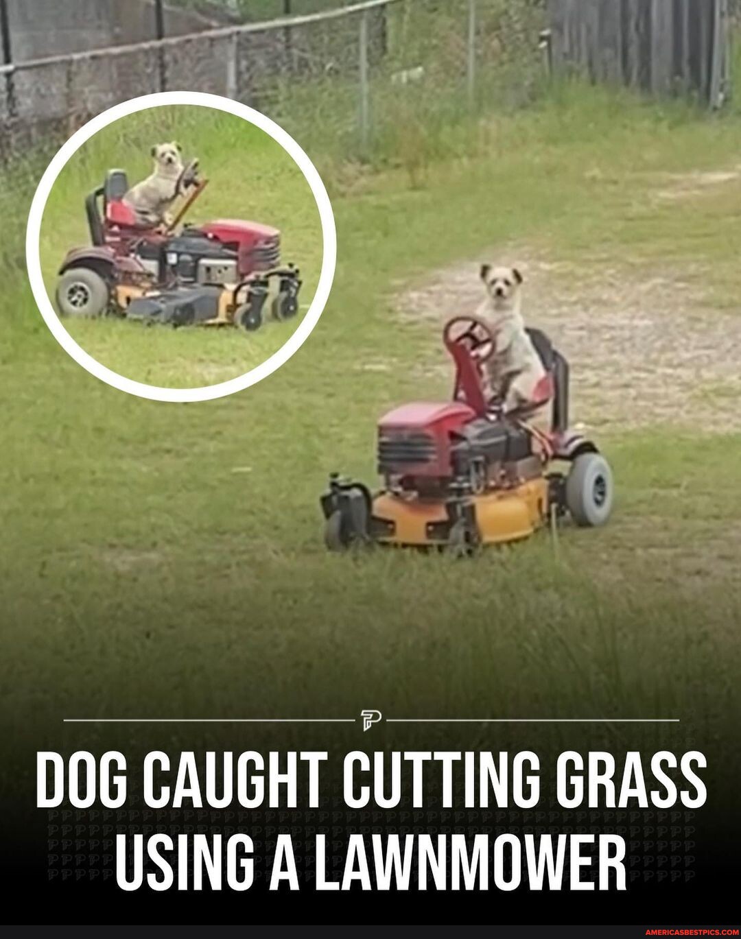 Ever seen a dog driving a lawnmower cutting the grass? No? Well now you ...