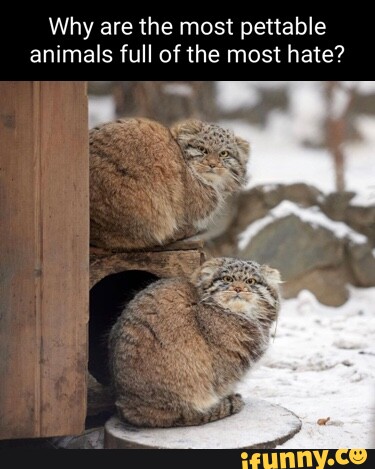 Pettable memes. Best Collection of funny Pettable pictures on iFunny