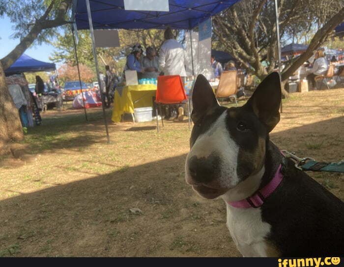 Bull_terrier memes. Best Collection of funny Bull_terrier pictures on ...