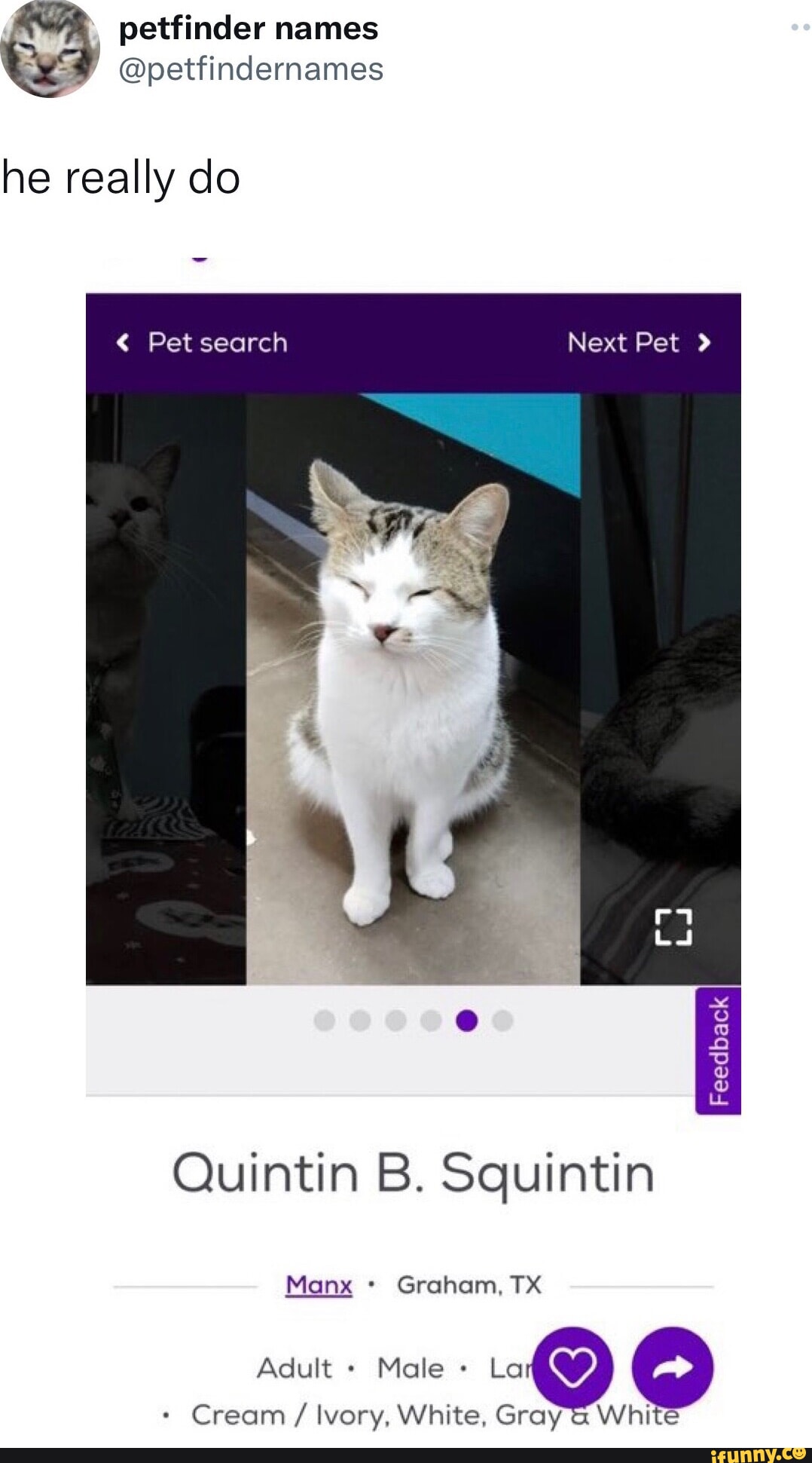 Manx memes. Best Collection of funny Manx pictures on iFunny