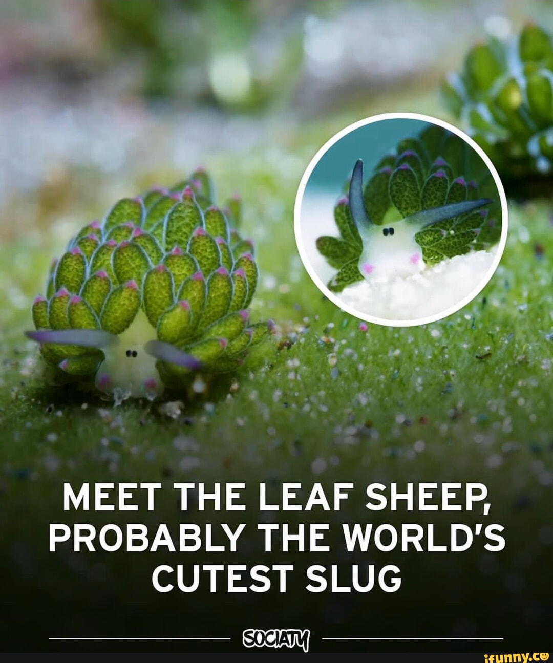 Twitter user discovers expressions fox BEE DAY can we talk about how ...