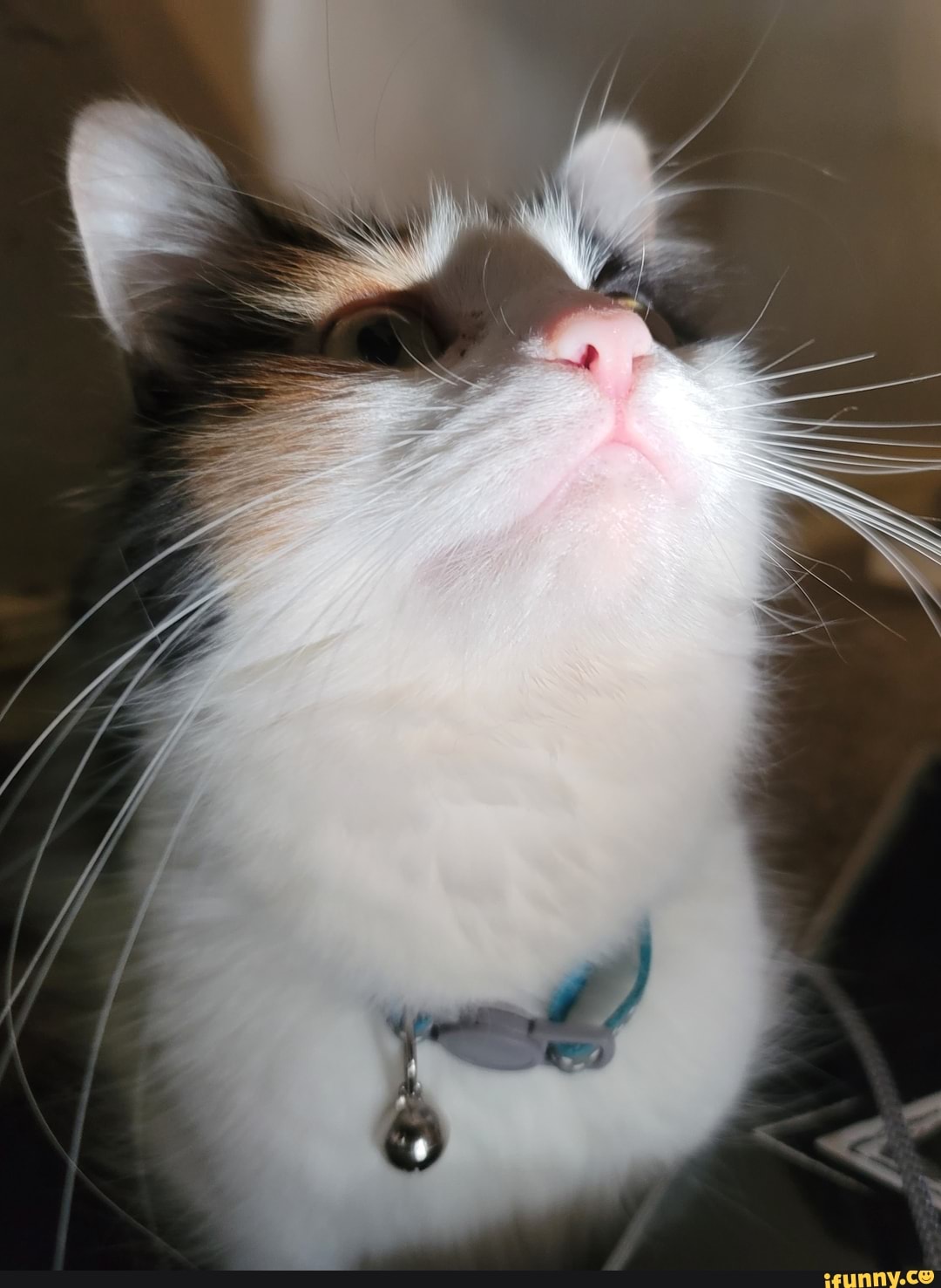 Lilah memes. Best Collection of funny Lilah pictures on iFunny