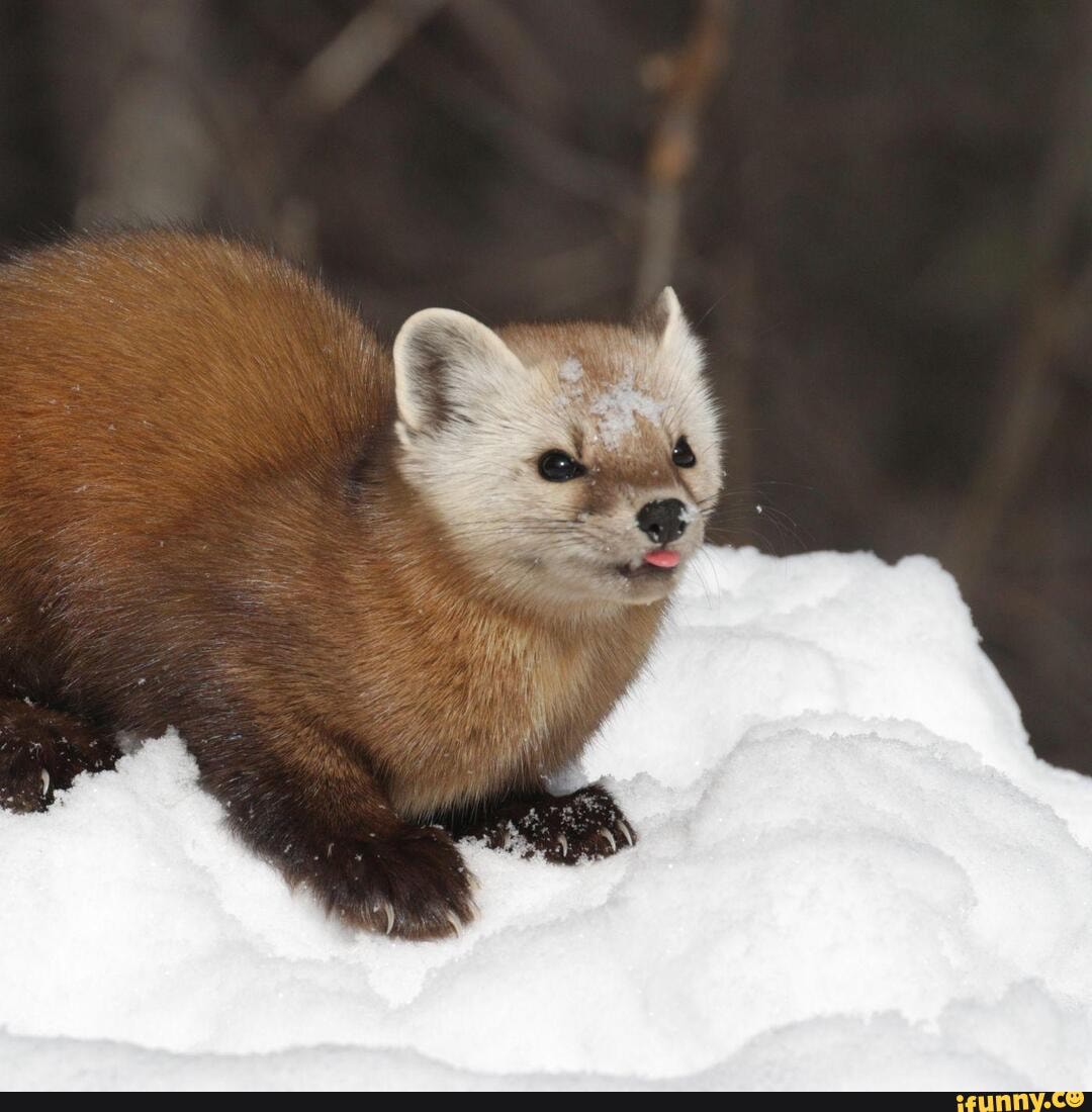 Mustelids memes. Best Collection of funny Mustelids pictures on iFunny