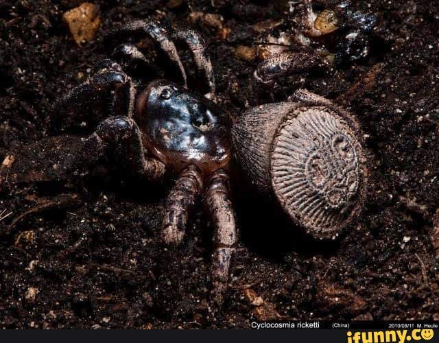 This is the cyclosmis, and its incredible abdomen looks like an ancient ...