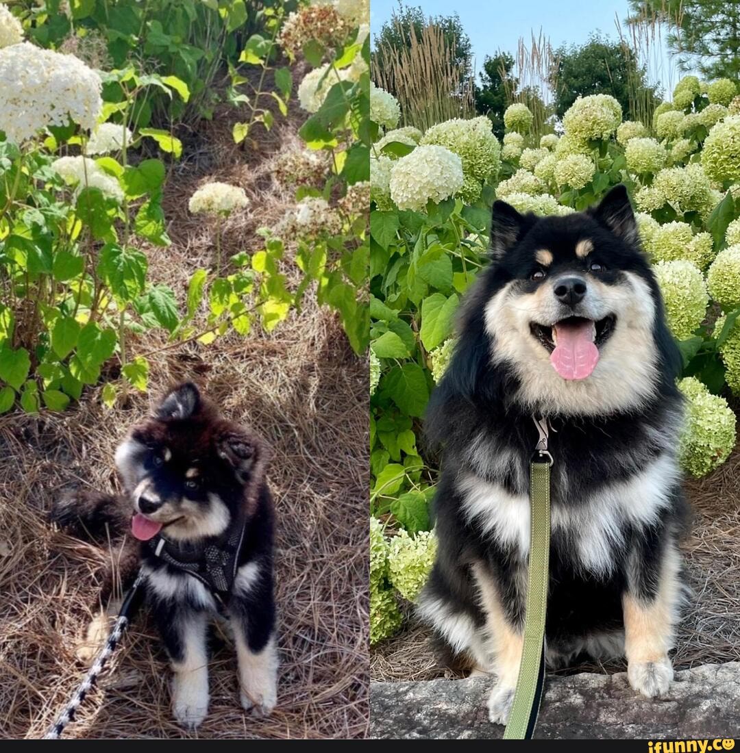 Hydrangeas memes. Best Collection of funny Hydrangeas pictures on iFunny