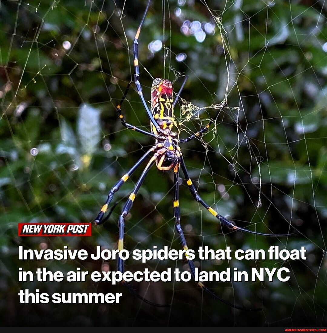 It’s raining…giant spiders?! 🕷 Spiders that can float on the air and ...