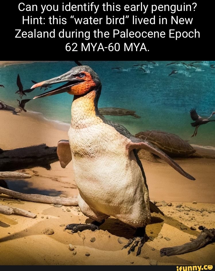 Can you identify this early penguin? Hint: this "water bird" lived in ...