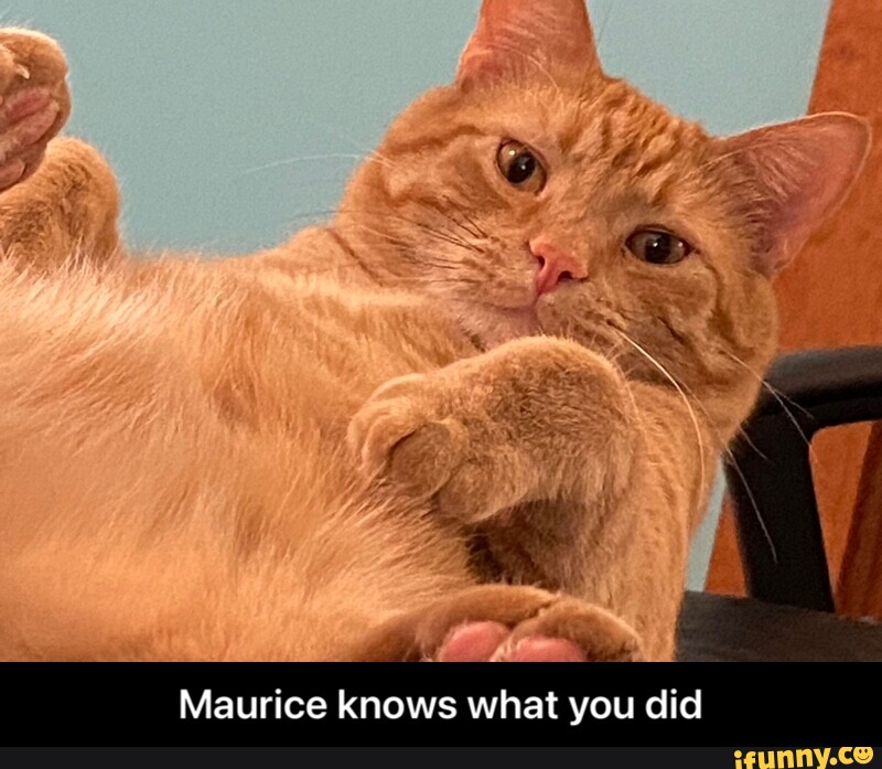 Maurice memes. Best Collection of funny Maurice pictures on iFunny