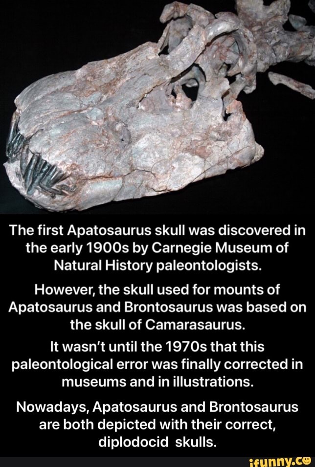 The first Apatosaurus skull was discovered in the early 1900s by ...