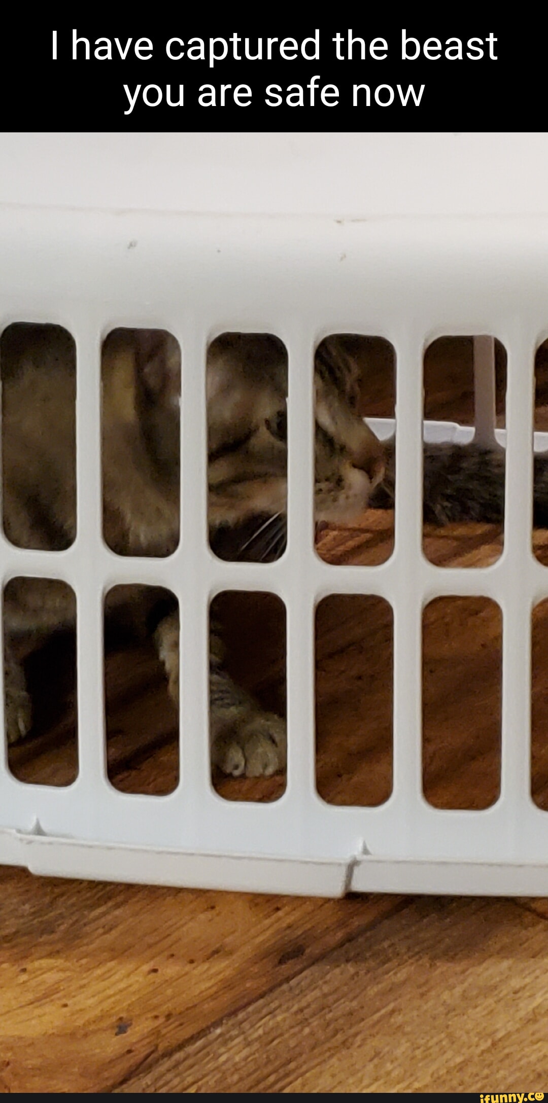 Captured memes. Best Collection of funny Captured pictures on iFunny