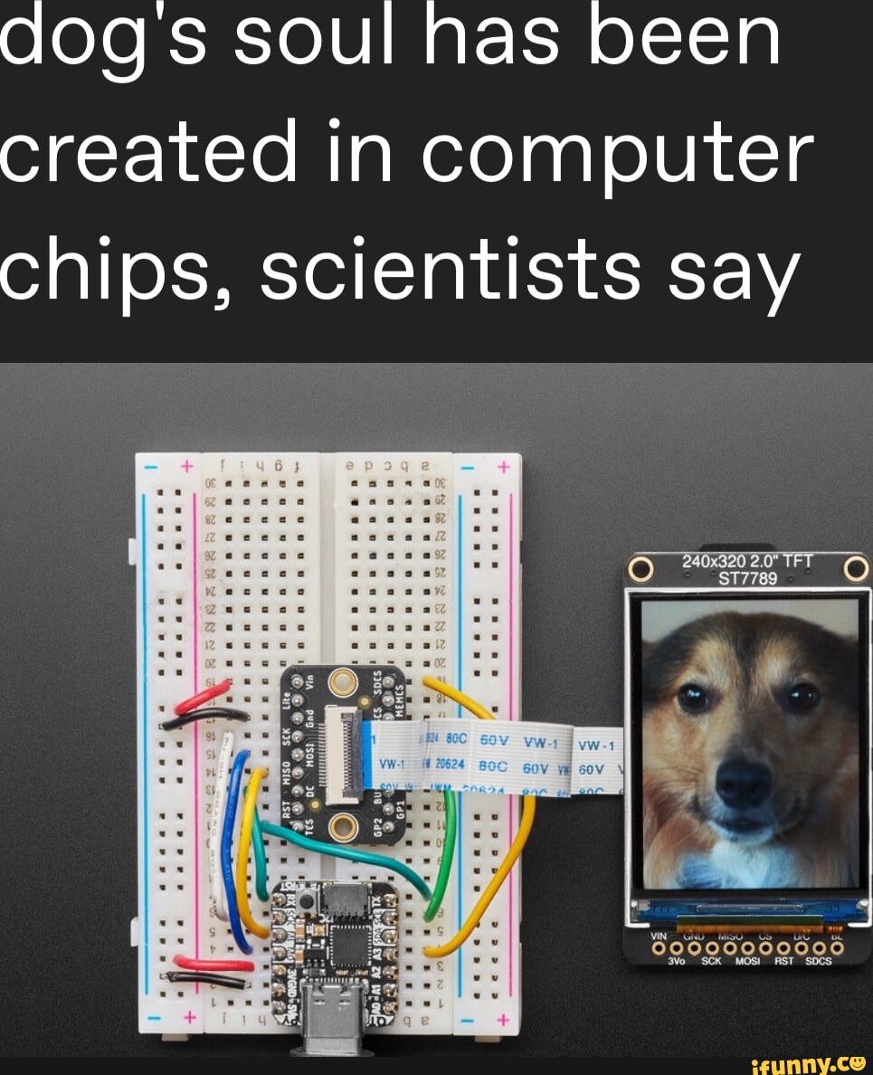 Dogs memes. Best Collection of funny Dogs pictures on iFunny