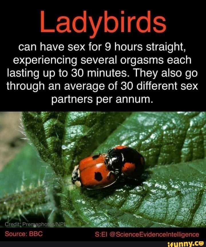 Ladybirds memes. Best Collection of funny Ladybirds pictures on iFunny