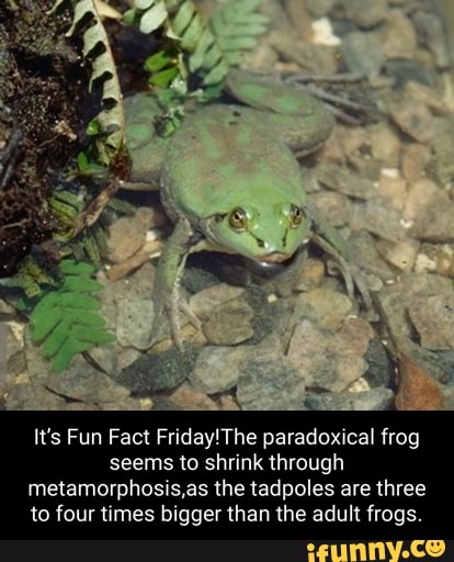 It's Fun Fact Friday! The paradoxical frog seems to shrink through ...