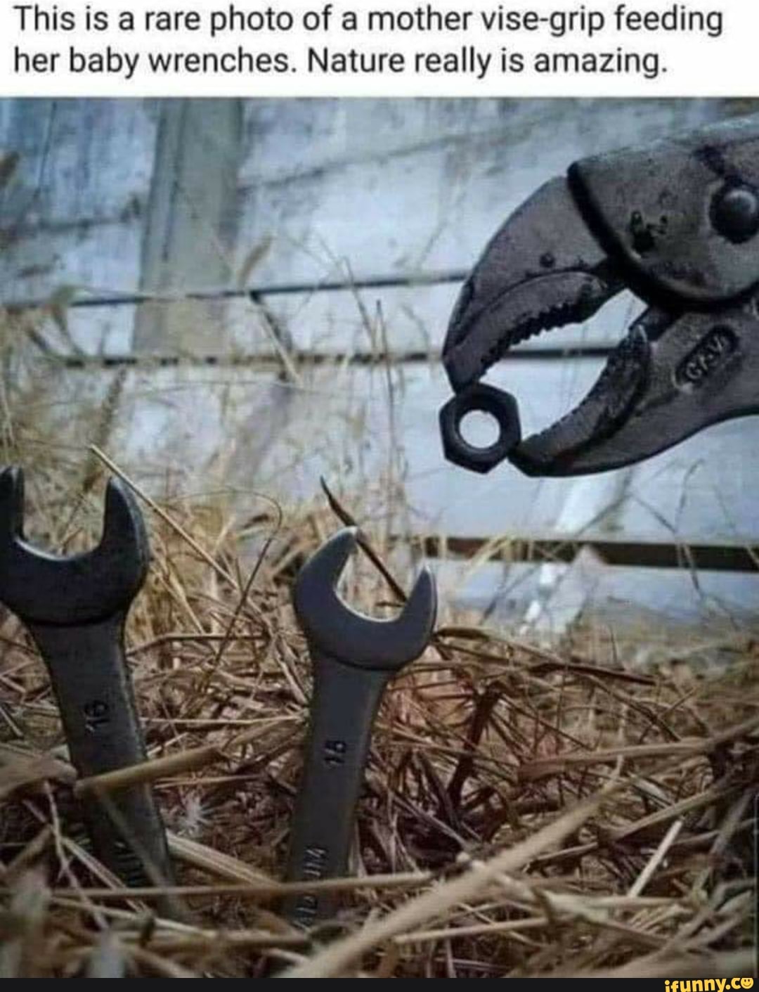 This is a rare photo of a mother vise-grip feeding her baby wrenches ...