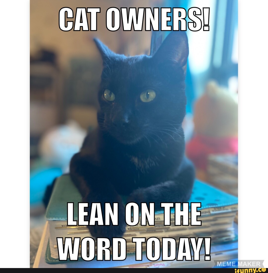 CAT OWNER LEAN ON THE WORD TODAY! MEME - iFunny