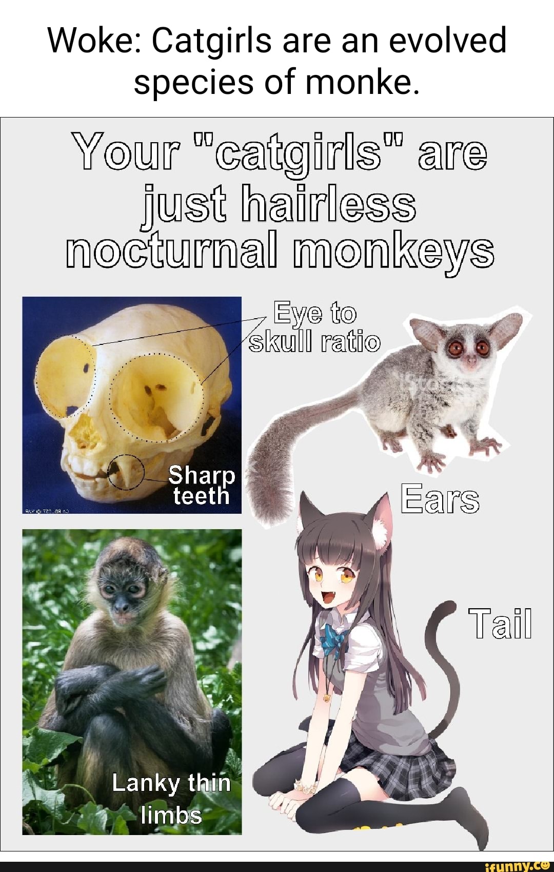 Woke: Catgirls are an evolved species of monke. Your "catgirls" are ...