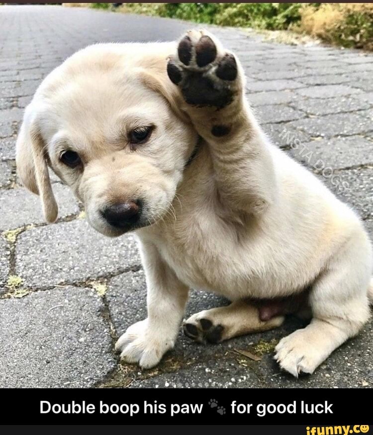Double boop his paw 🐾 for good luck - iFunny