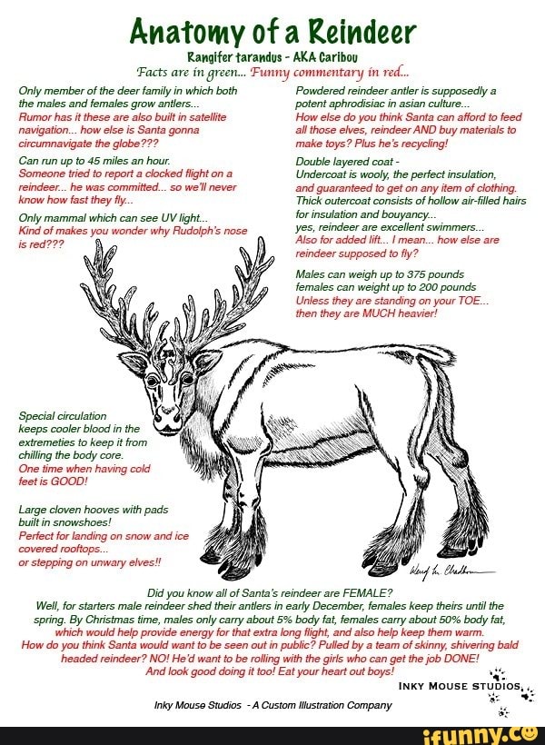 Anatomy of a Reindeer Rangifer tarandus - AKA Caribou Facts are in ...