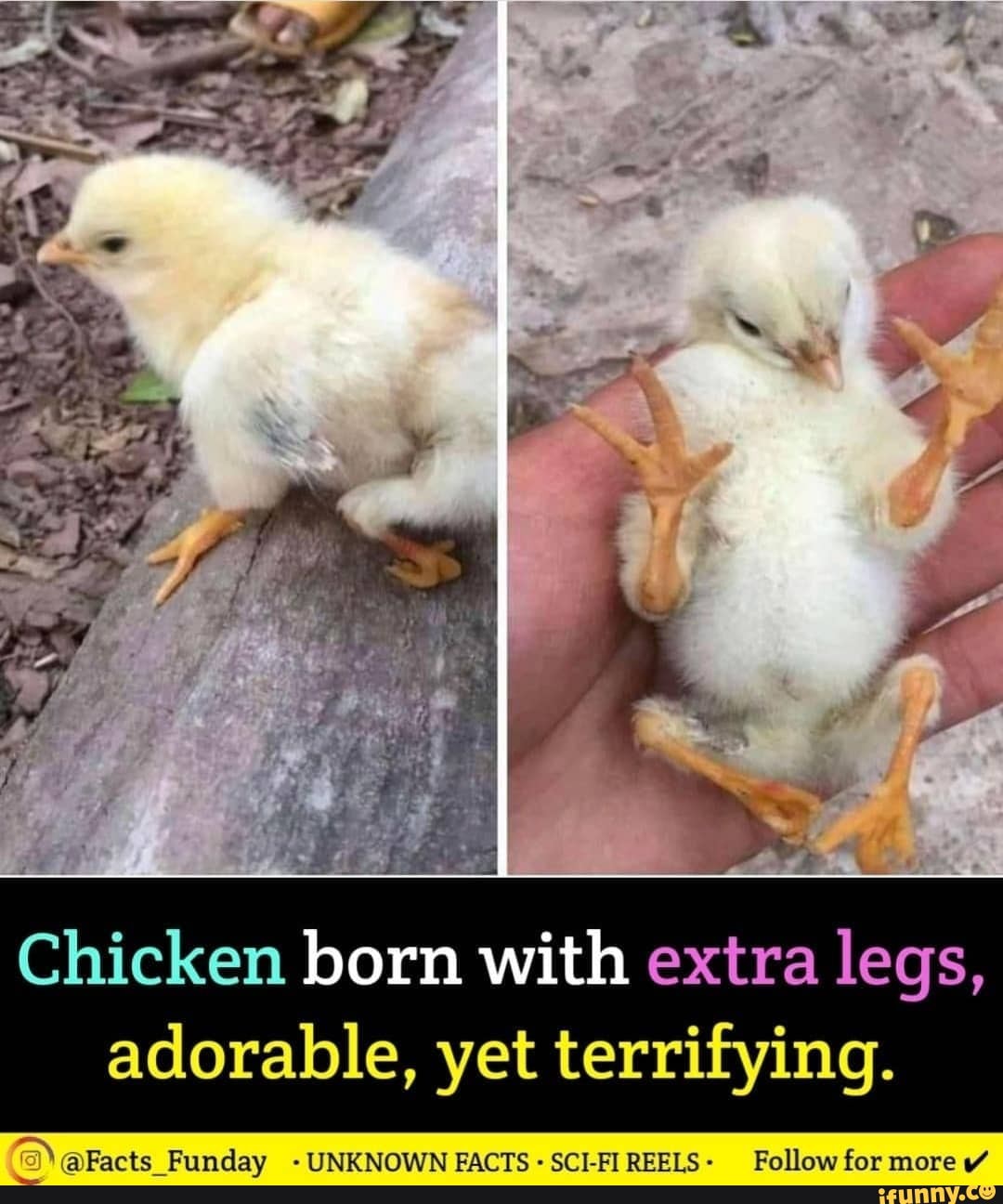 Chicken born with extra legs, adorable, yet terrifying. aRarte Rindav ...