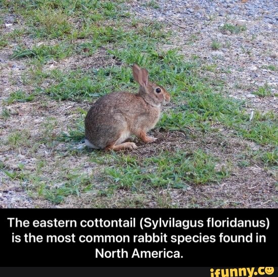 Lagomorph memes. Best Collection of funny Lagomorph pictures on iFunny